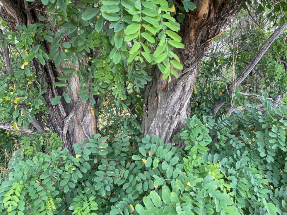 Black Locust Tree–Samuel Allen Long’s Tree of Choice! | Highlands Ranch ...